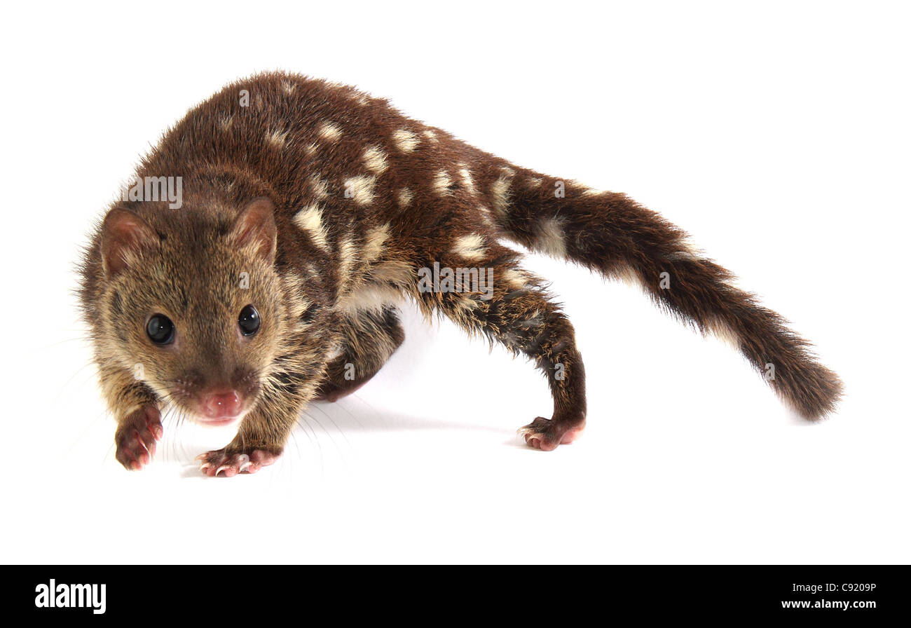 Spotted tail quoll Cut Out Stock Images & Pictures - Alamy