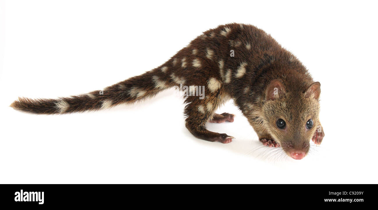 Spot tailed quoll in a studio suitable for cut-out Stock Photo - Alamy