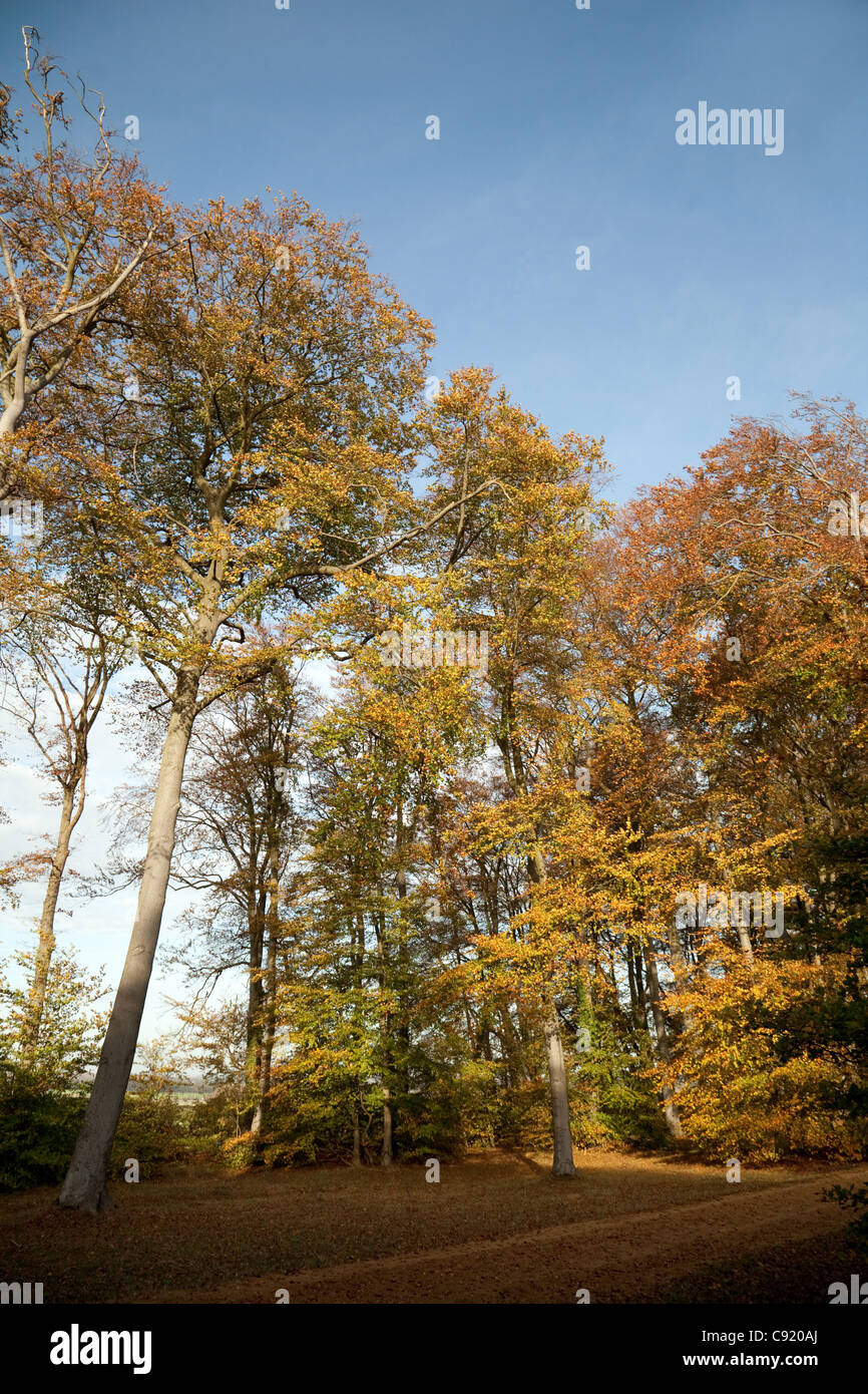 Autumn trees uk hi-res stock photography and images - Alamy