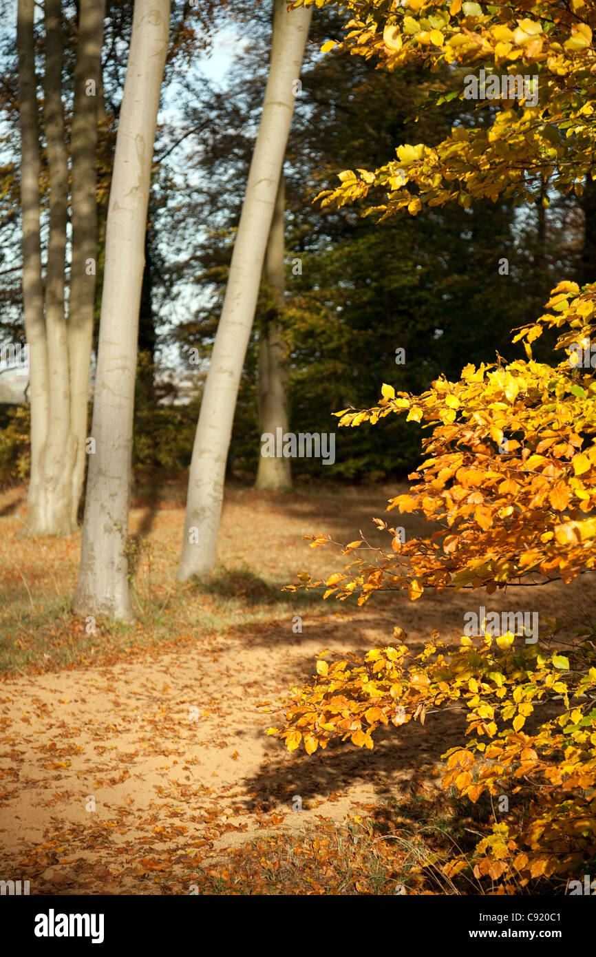 Autumn trees uk hi-res stock photography and images - Alamy