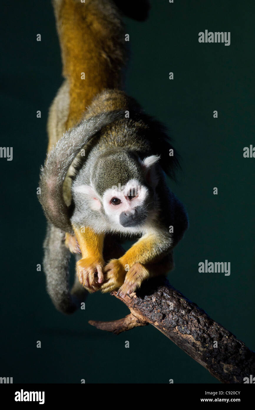 Saimiri Sciureus High Resolution Stock Photography and Images - Alamy