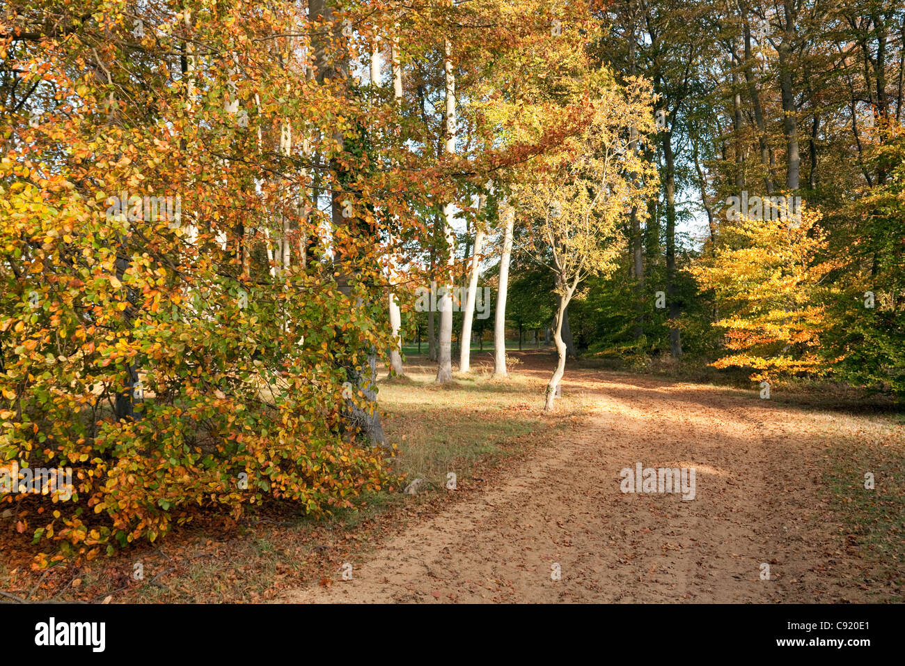 Suffolk woodland hi-res stock photography and images - Alamy