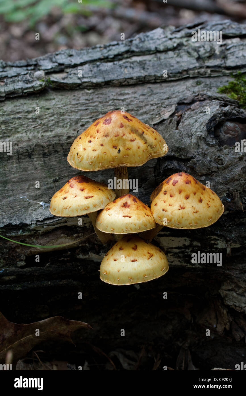 Pholiota mushrooms hi-res stock photography and images - Alamy