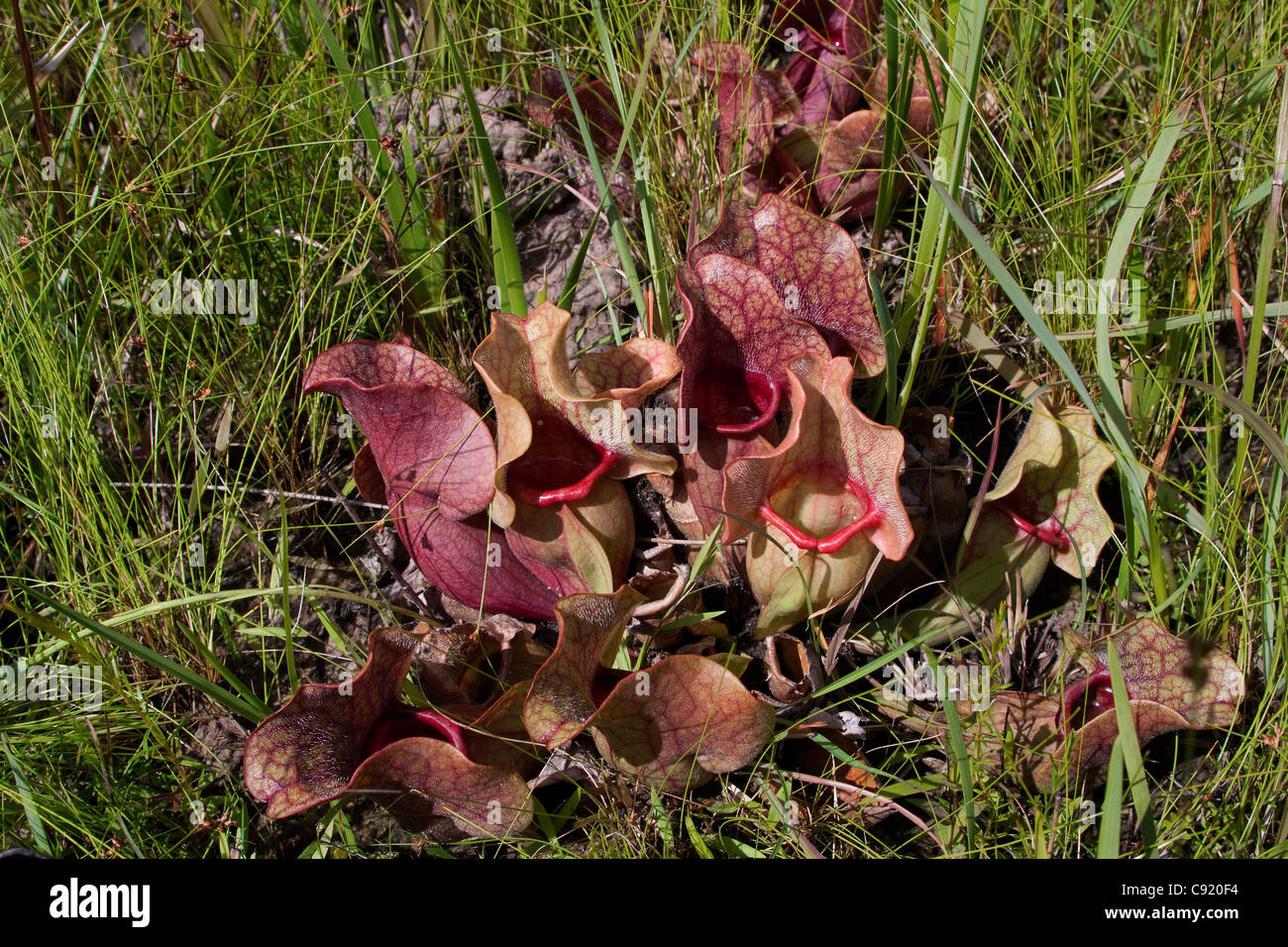 Carnivorous Burk's Pitcher Plant Sarracenia rosea Florida USA Stock ...