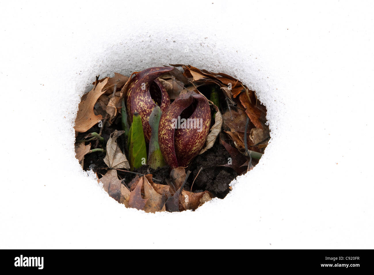 Stink weed hi-res stock photography and images - Alamy