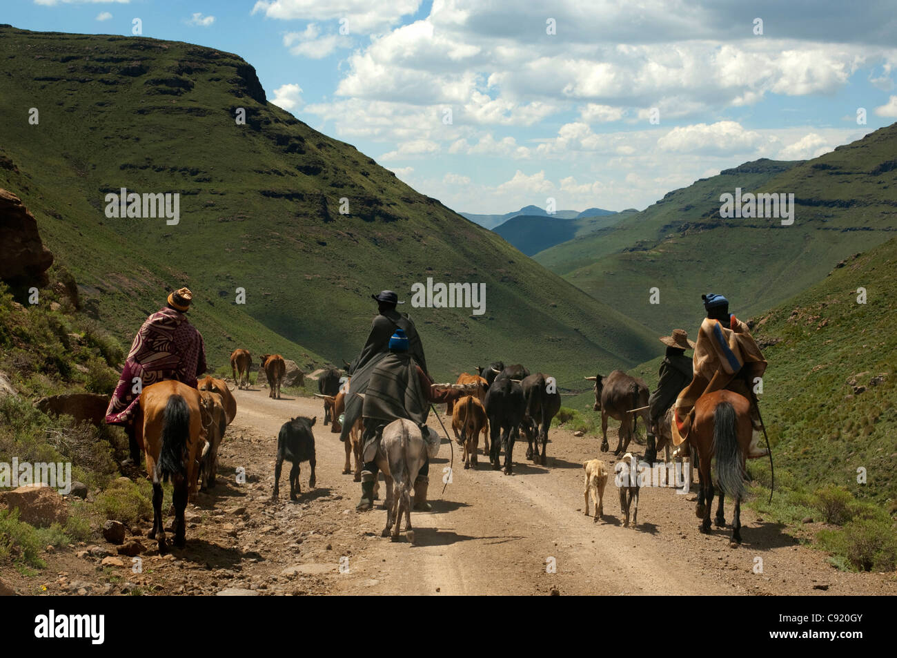 Subsistance livestock farming is commonplace in rural Lesotho with ...