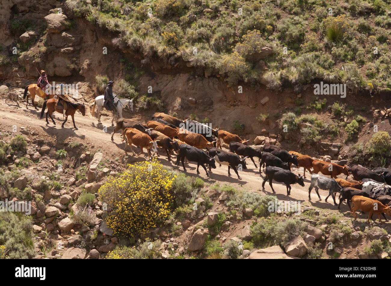 Subsistance livestock farming is commonplace in rural Lesotho with ...
