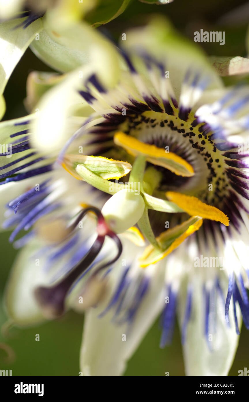 Passiflora the passion flowers or passion vines is a genus of about 500 ...