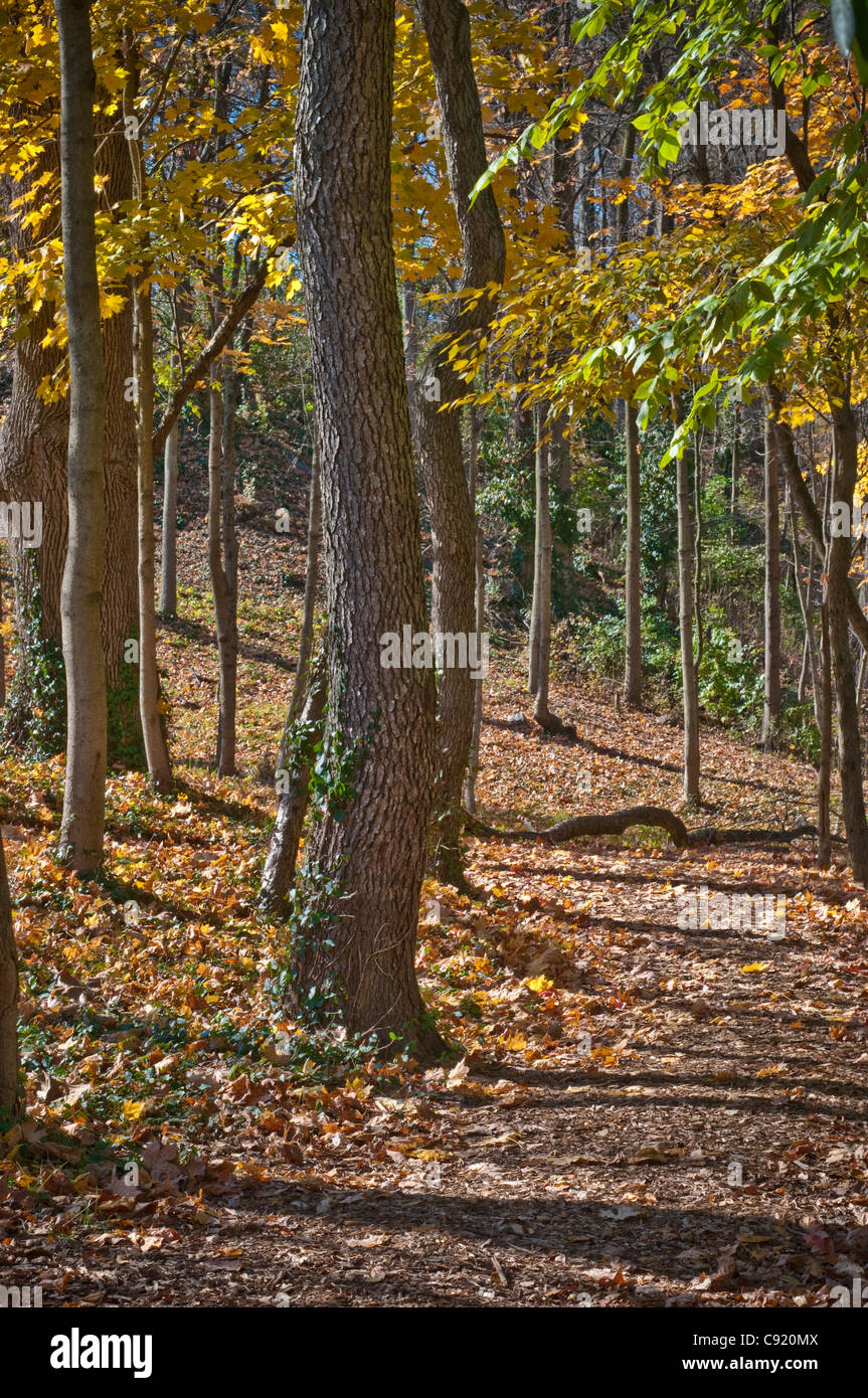 Forest trees, walk trail Stock Photo - Alamy
