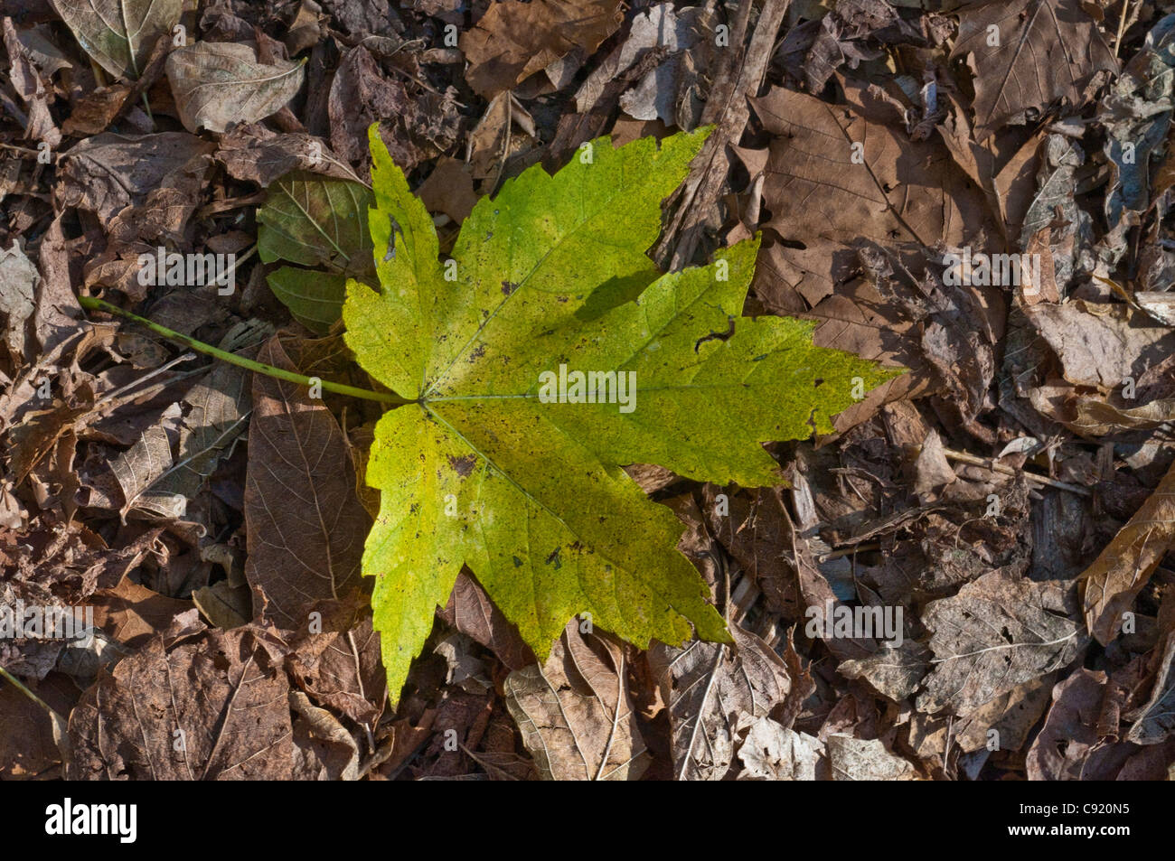Marvelous natural landscapes hi-res stock photography and images - Alamy