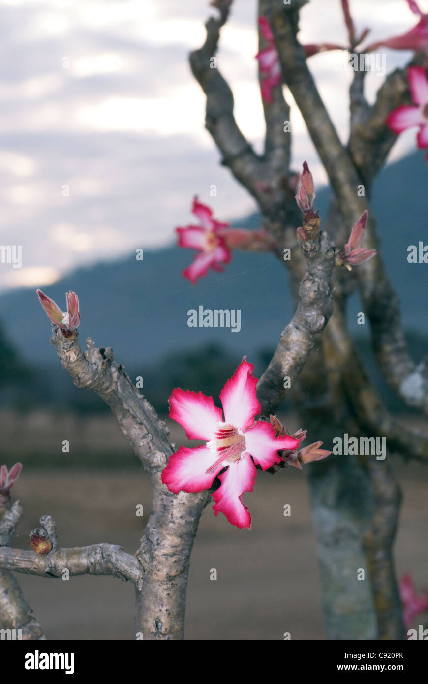 The Impala Lily (Adenium obesum Multiforme) flowers after it sheds its ...