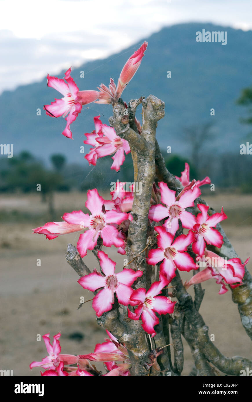 Impala Lily (Adenium obesum Multiforme) a succulent that sheds flowers ...