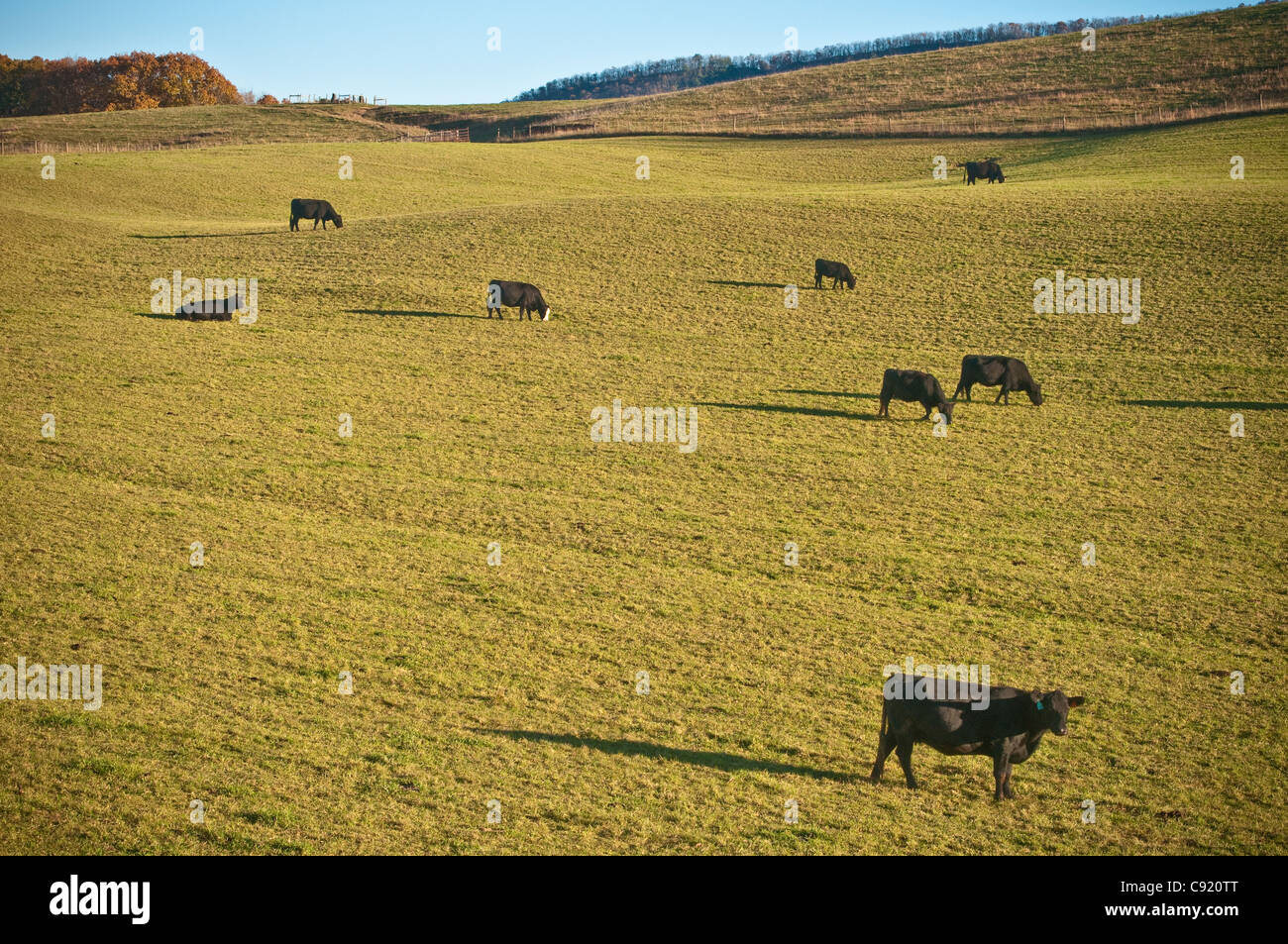 Cattle in field Stock Photo - Alamy