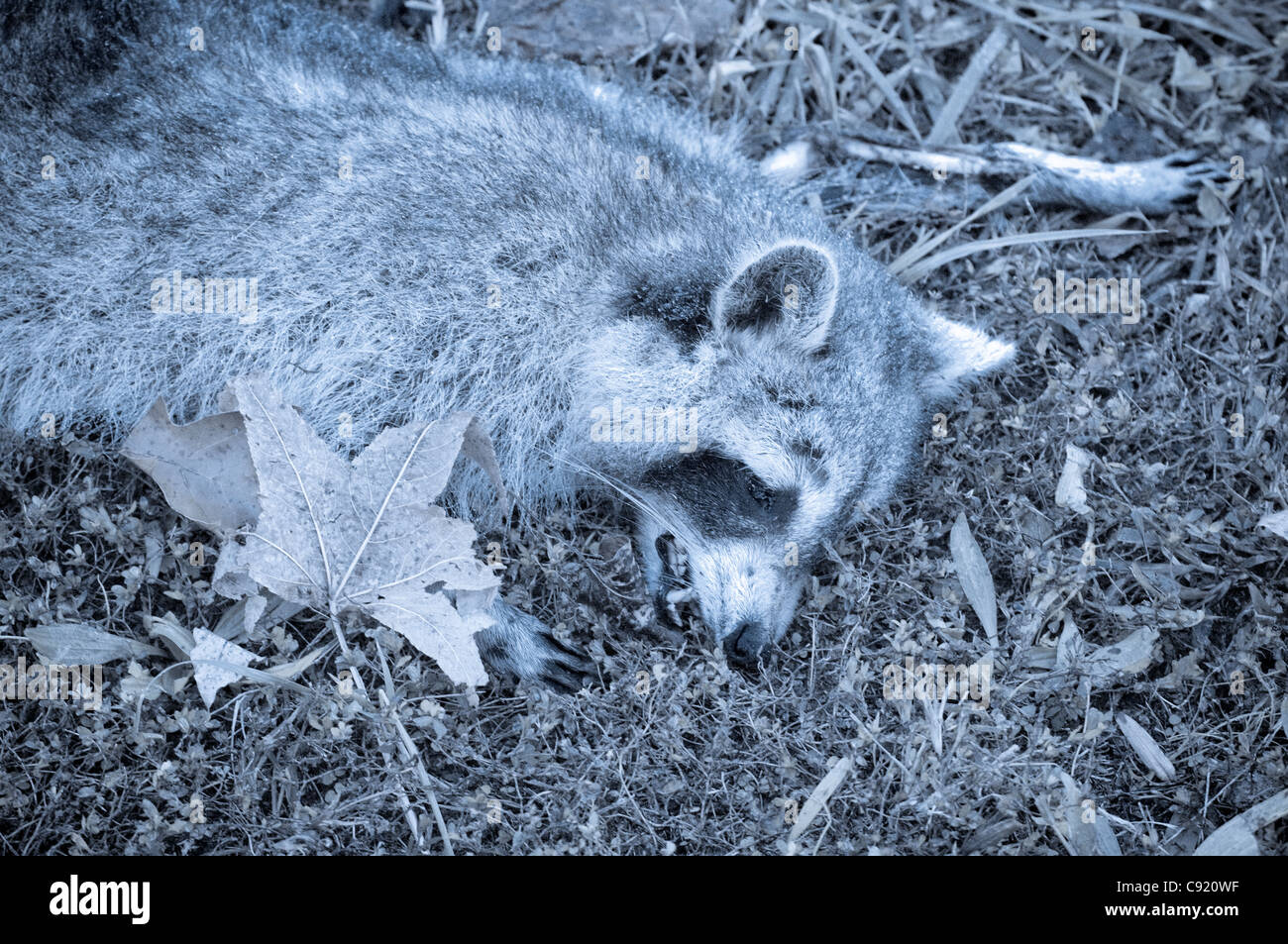 Road kill raccoon Stock Photo - Alamy