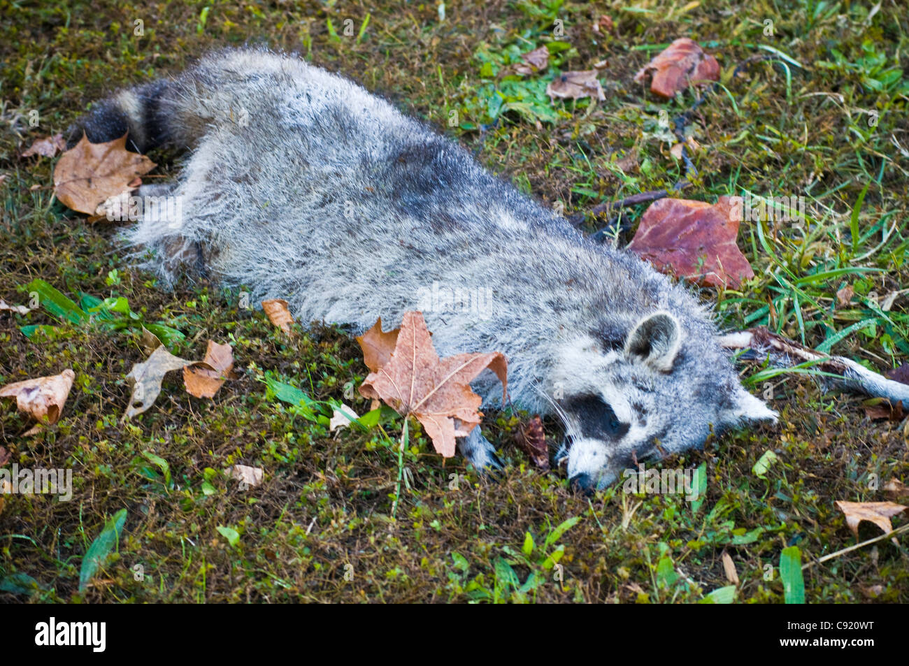 Road kill raccoon Stock Photo - Alamy