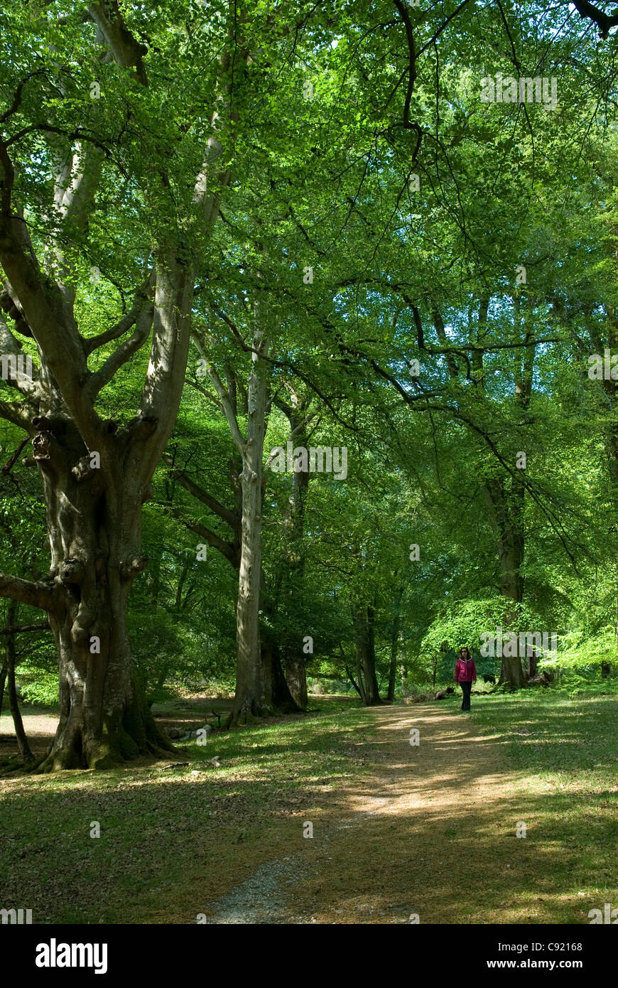 Mark ash wood hi-res stock photography and images - Alamy
