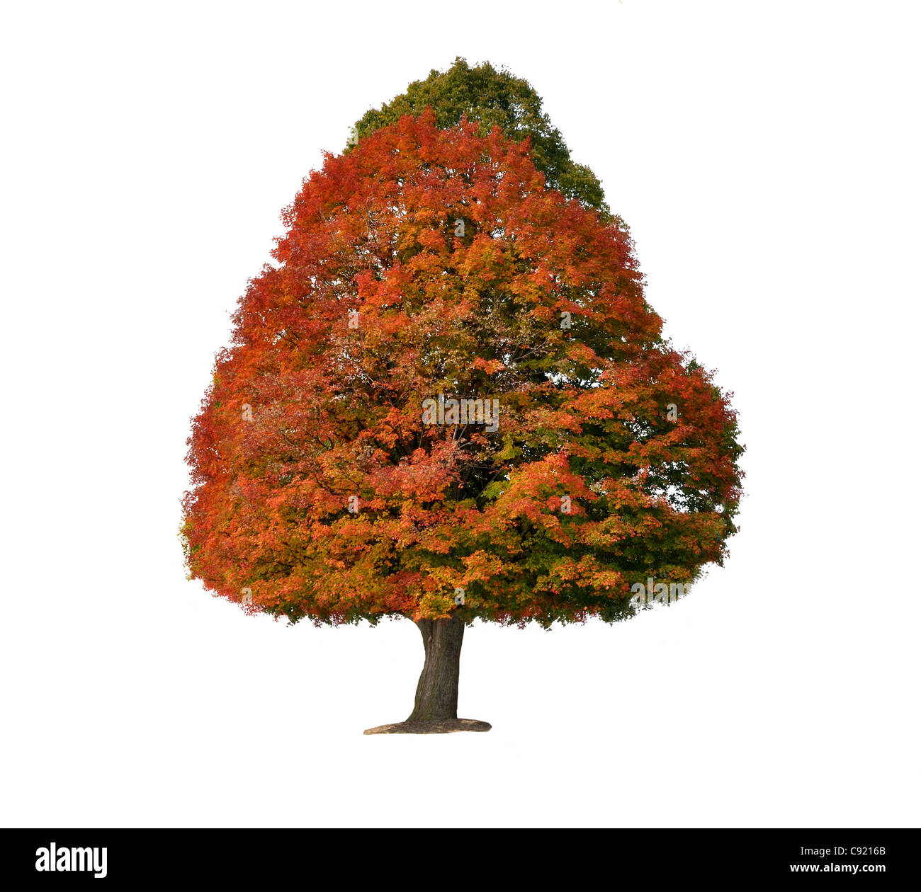 Colorful Autumn Tree Isolated On White Background Stock Photo - Alamy