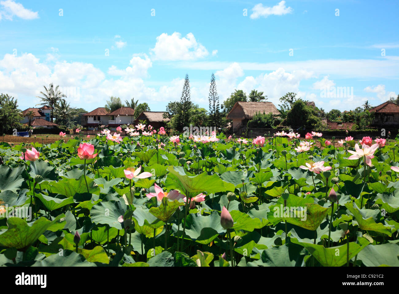 The Lotus is a beautiful flower which is grown all over Bali and is a ...