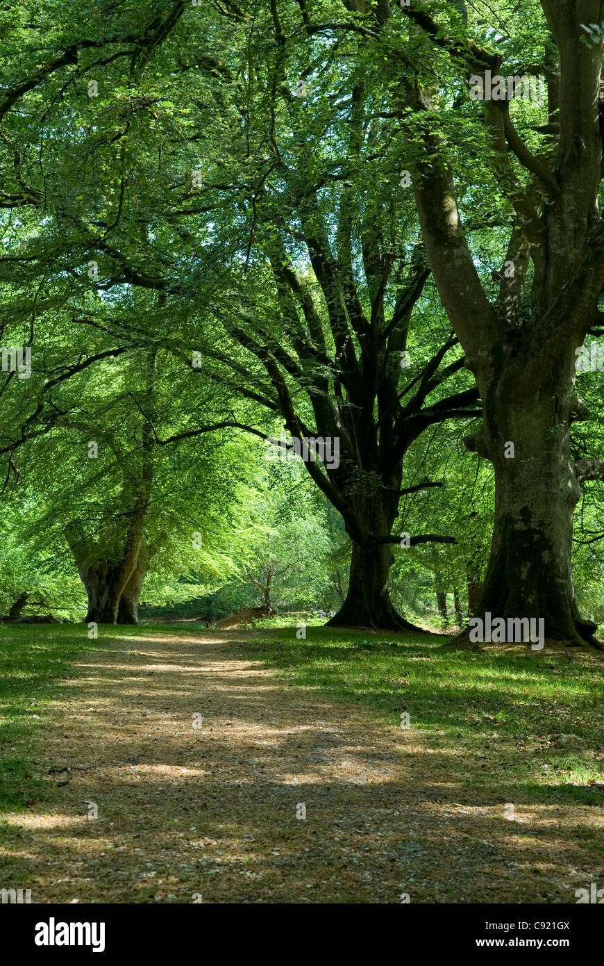 Mark Ash Wood. Ancient beech trees in late Spring Stock Photo - Alamy