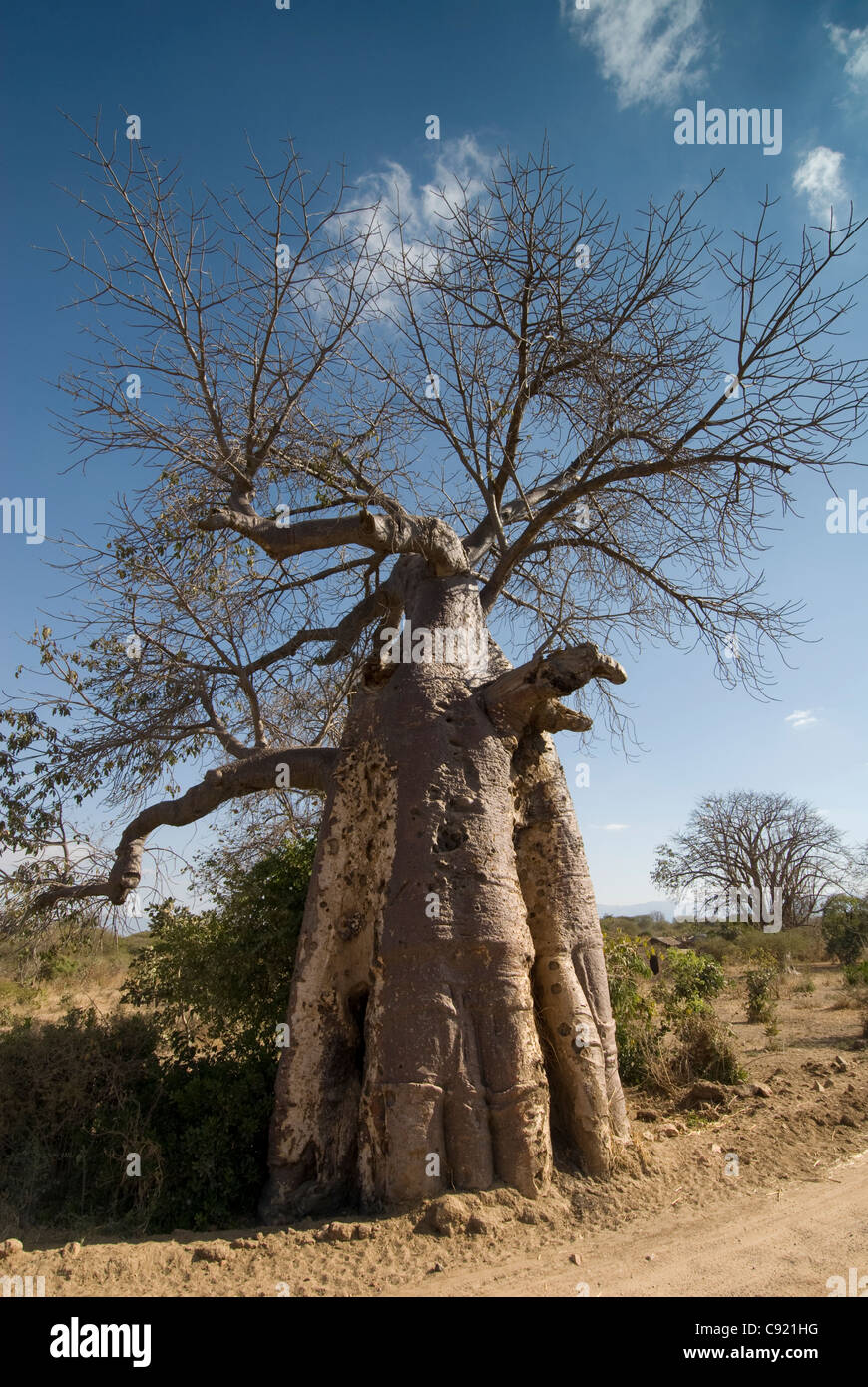 Baobab trees grow in the Liwonde National Park in Southern Malawi Stock ...
