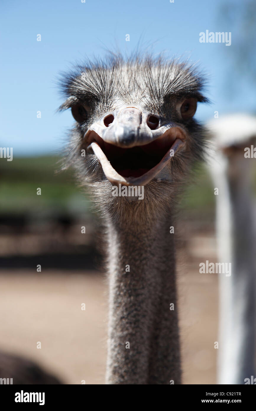 Large flightless birds hi-res stock photography and images - Alamy