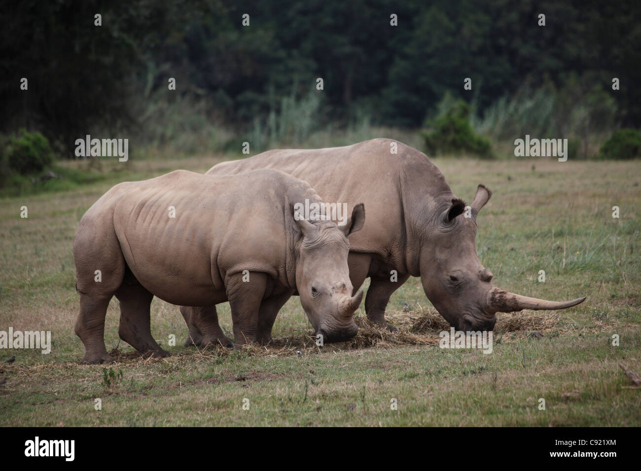The White Rhino part of the Rhinocerotidae family is the most abundant ...