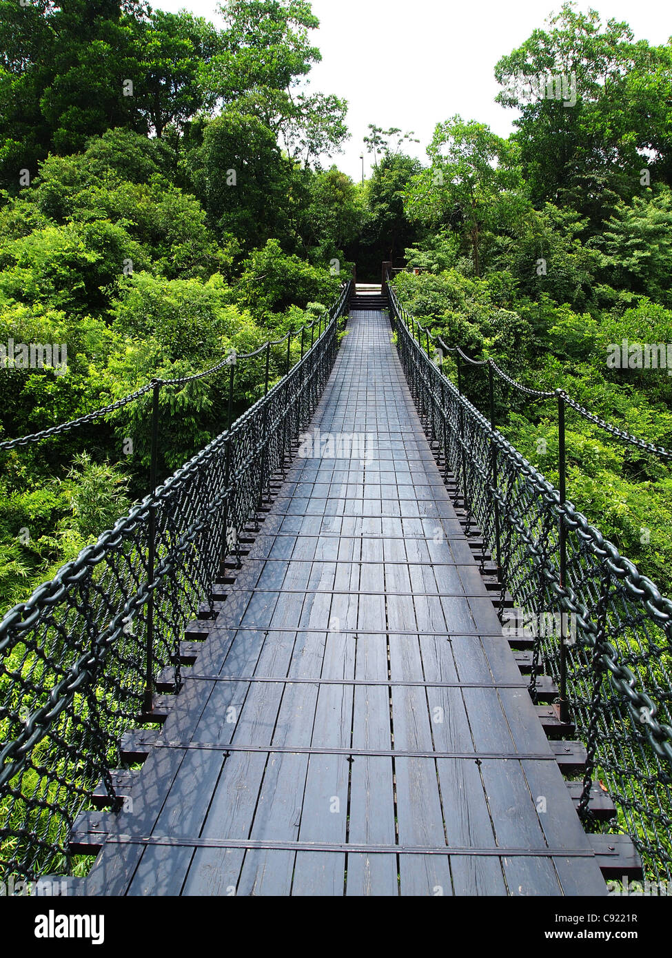 Bridge through forest Stock Photo - Alamy