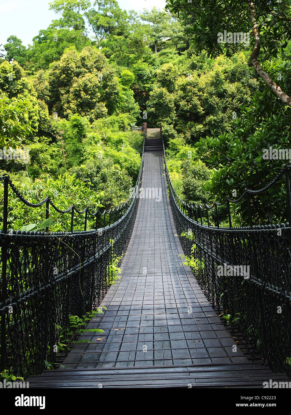 Bridge through forest Stock Photo - Alamy