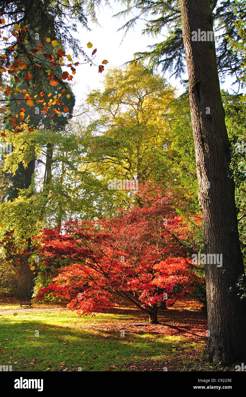 Westonbirt arboretum autumn hi-res stock photography and images - Alamy