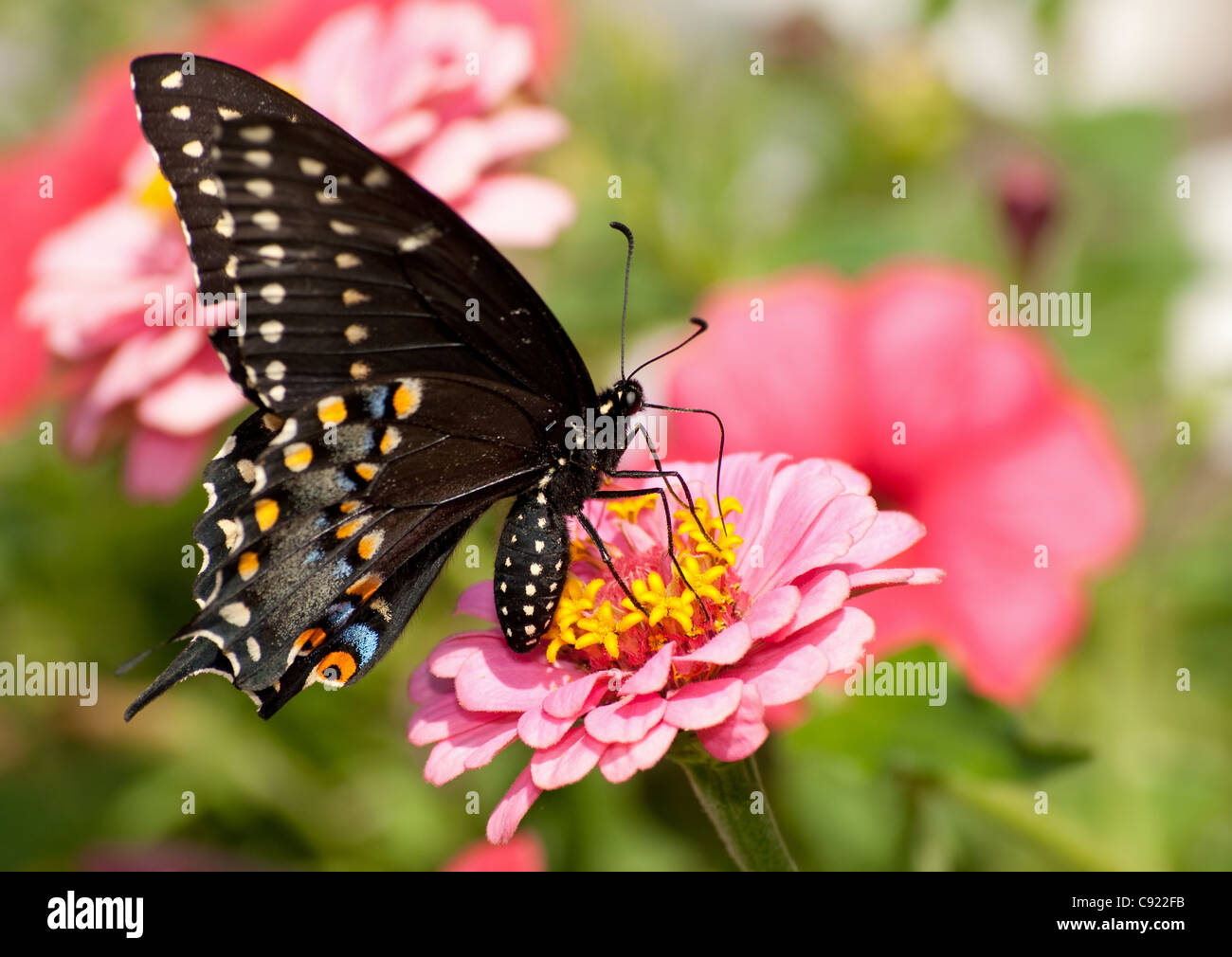 Ventral view of an Eastern Black Swallowtail in a garden Stock Photo ...