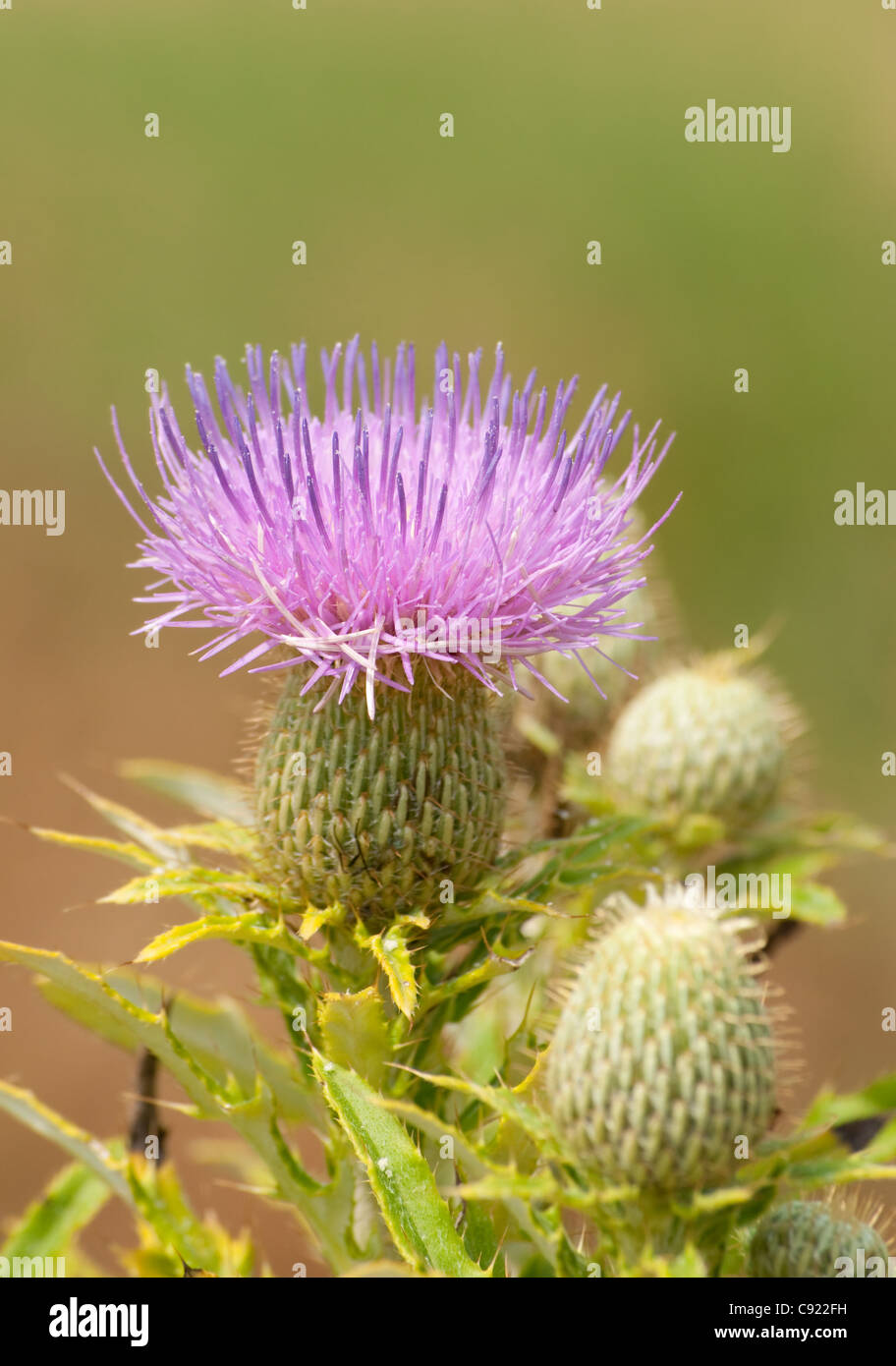 Canada thistle hi-res stock photography and images - Alamy