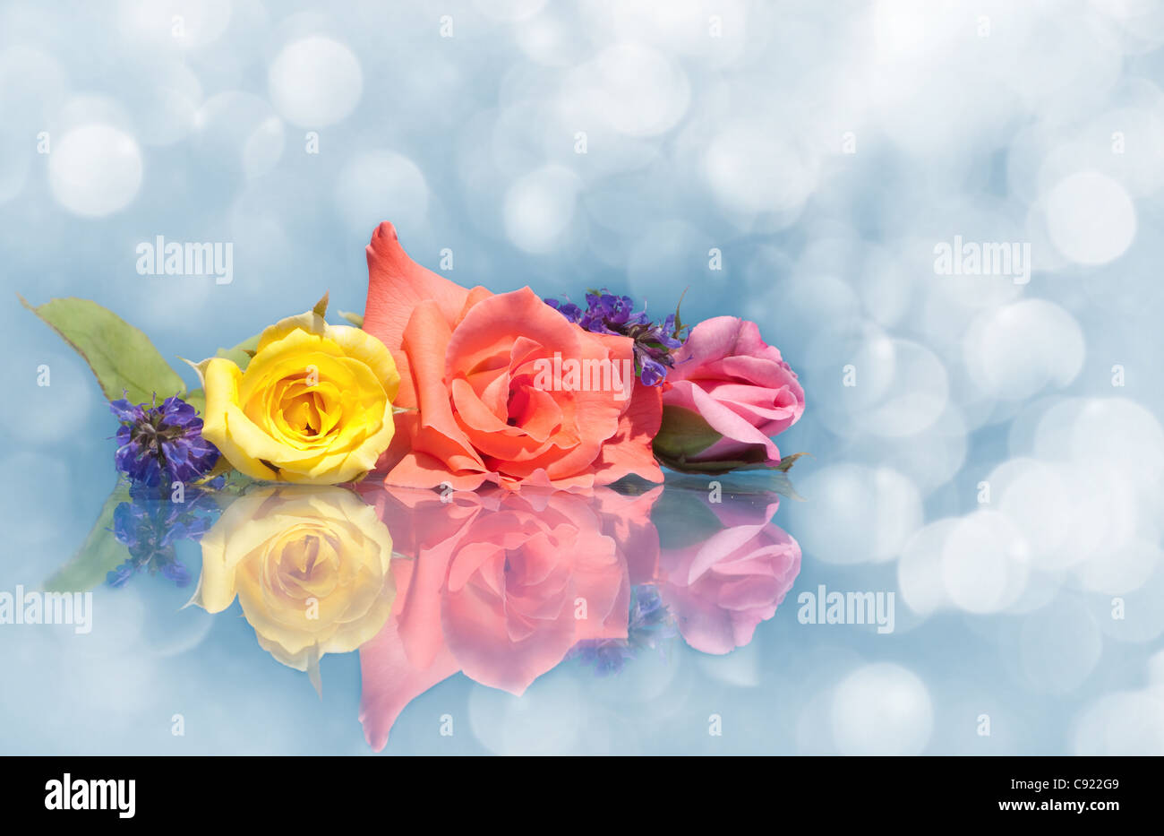 Rose flower images blue hi-res stock photography and images - Alamy