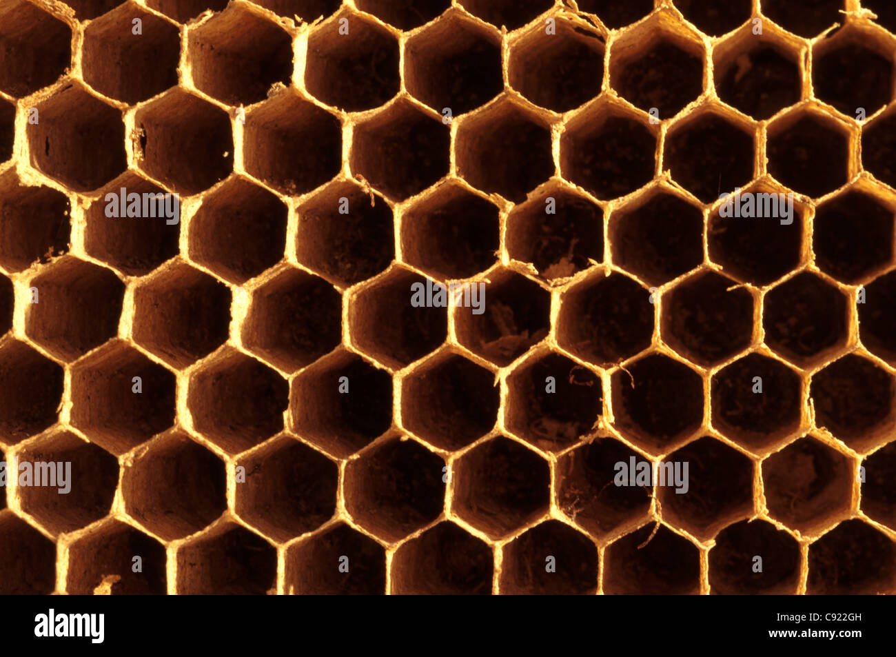 Nest chamber hi-res stock photography and images - Alamy