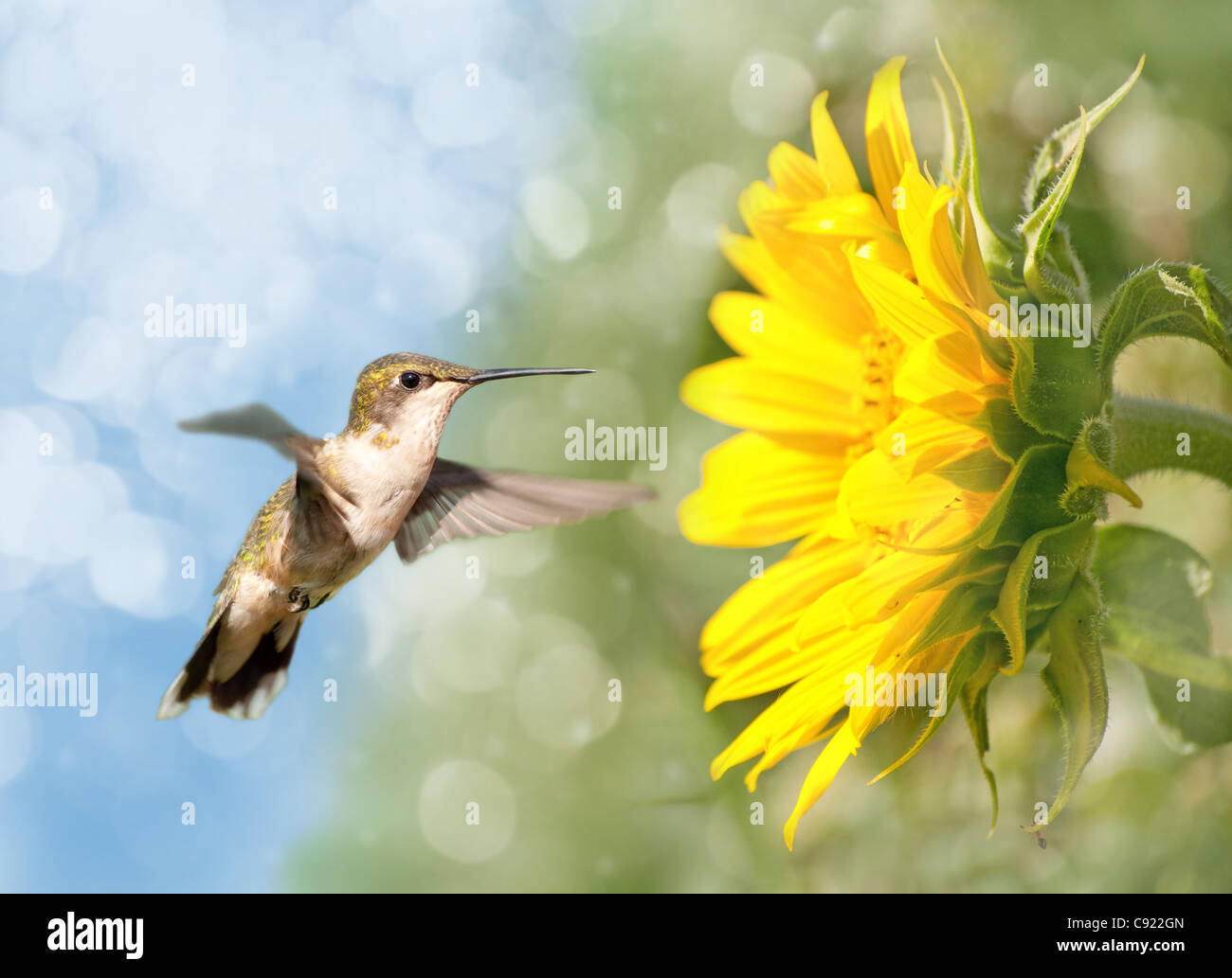 Dreamy image of a Hummingbird next to a Sunflower Stock Photo - Alamy