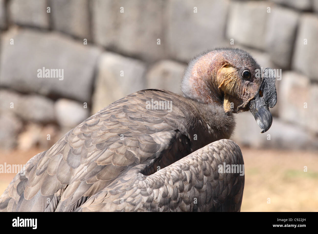 The condor is the national symbol of the Andes and the wildlife of ...