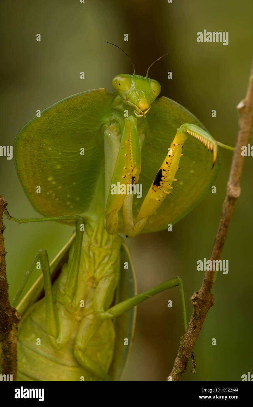 Hooded mantis (Choerododis rhombifolia) - Costa Rica - tropical ...