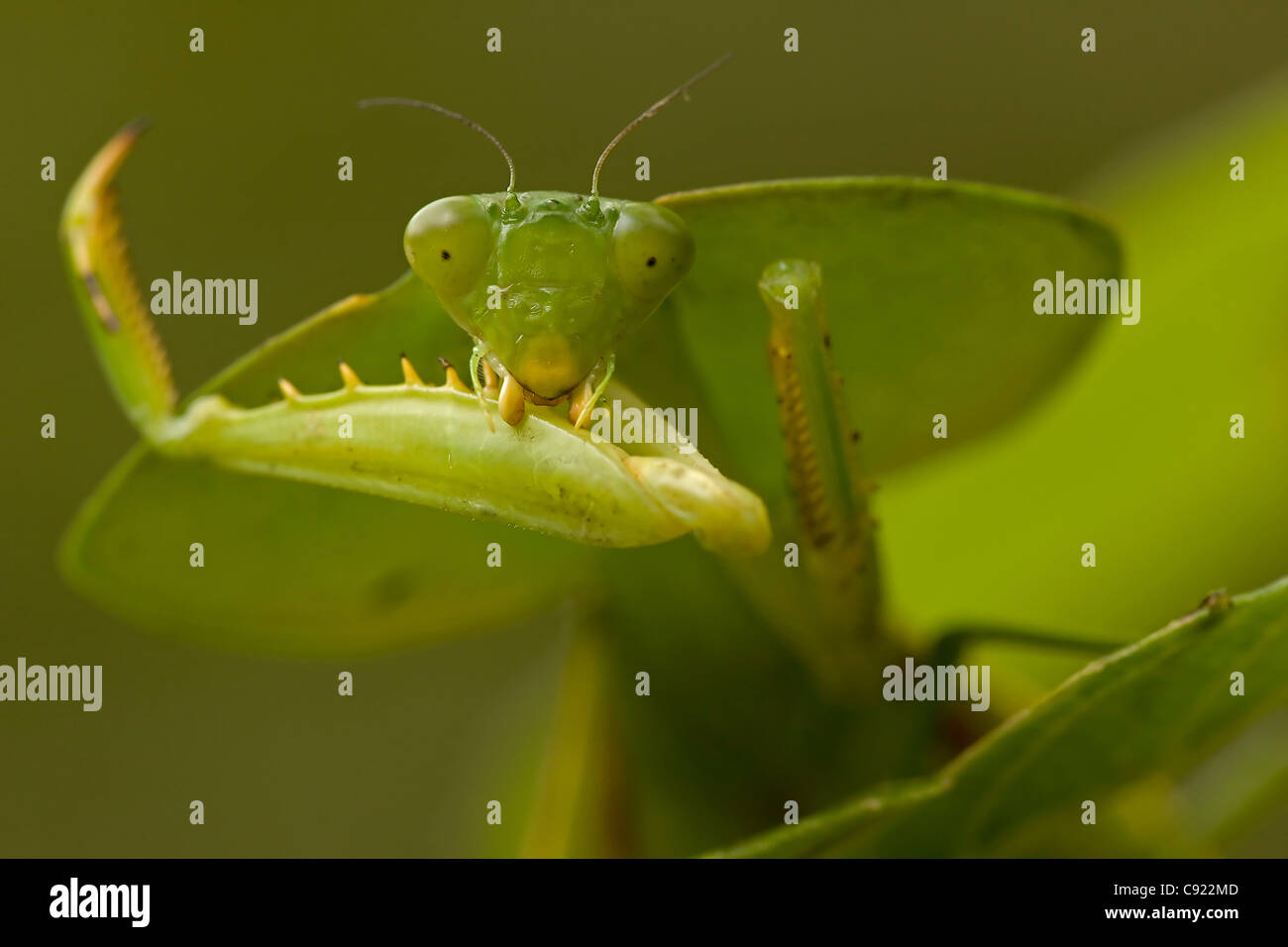 Hooded mantis (Choerododis rhombifolia) - Costa Rica - tropical ...