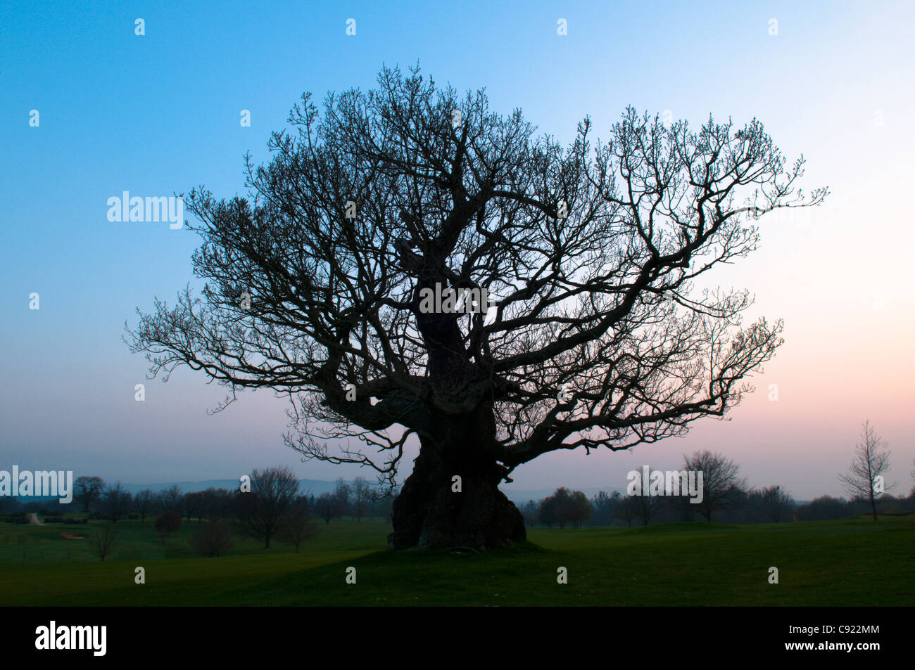 Specimen oak tree hi-res stock photography and images - Alamy