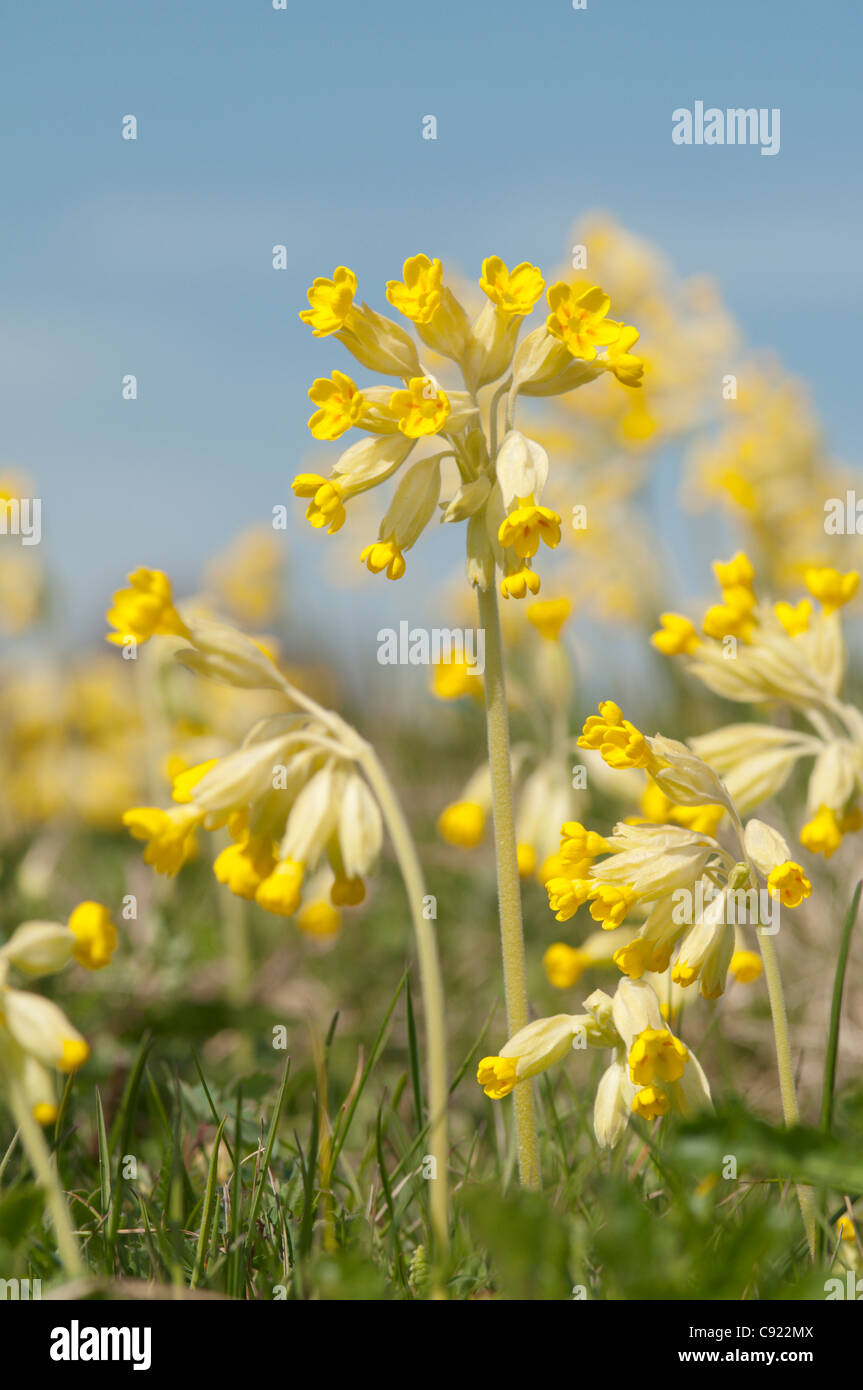 Primula veris, commonly known as cowslips, on the earthworks of the ...