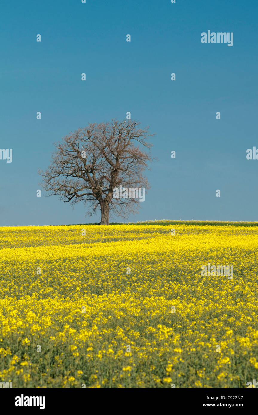 Oak tree, quercus, on the brow of a rapeseed field, brassica napus ...