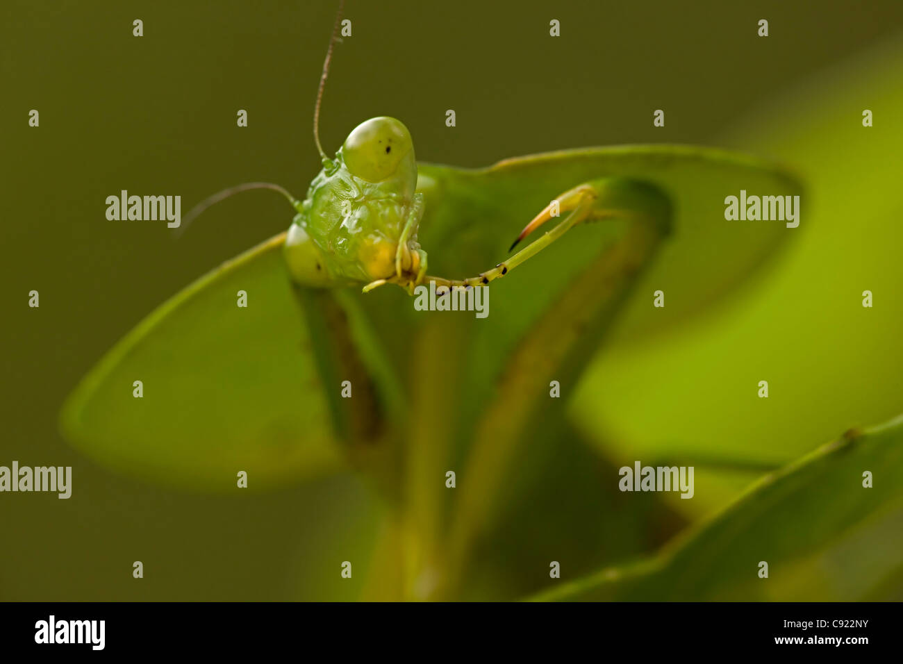 Hooded mantis (Choerododis rhombifolia) - Costa Rica - tropical ...
