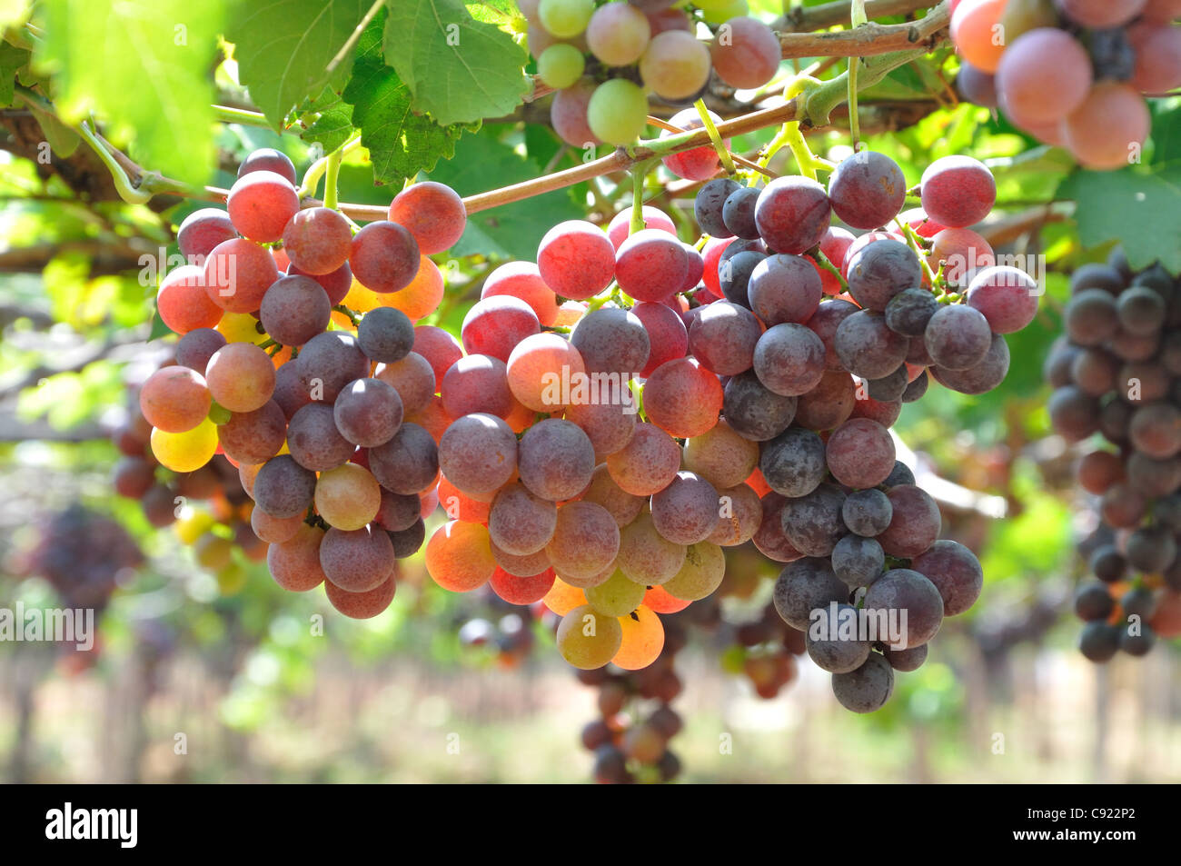 Grapes of south india hi-res stock photography and images - Alamy