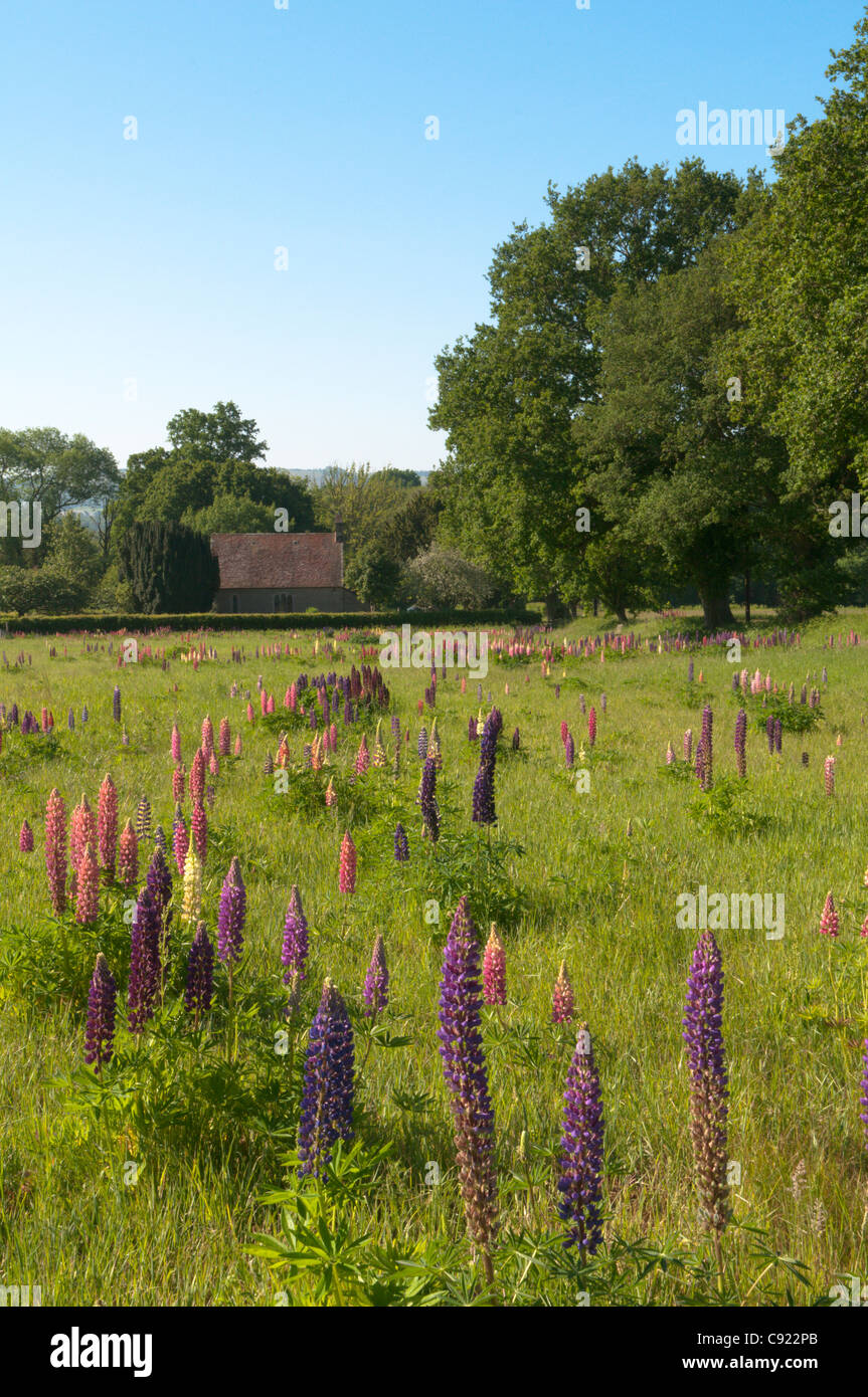 Lupins in the field in front of St Peter's Church at Terwick Stock ...