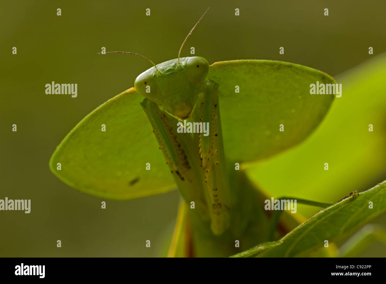 Hooded mantis (Choerododis rhombifolia) - Costa Rica - tropical ...