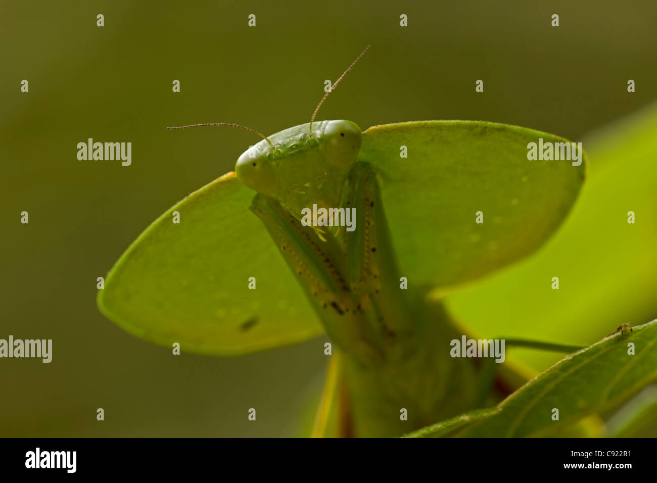 Hooded mantis (Choerododis rhombifolia) - Costa Rica - tropical ...