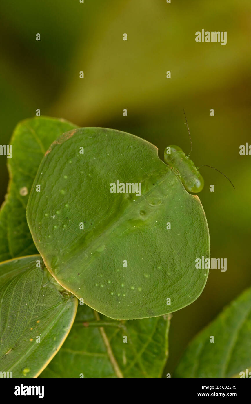 Hooded mantis (Choerododis rhombifolia) - Costa Rica - tropical ...