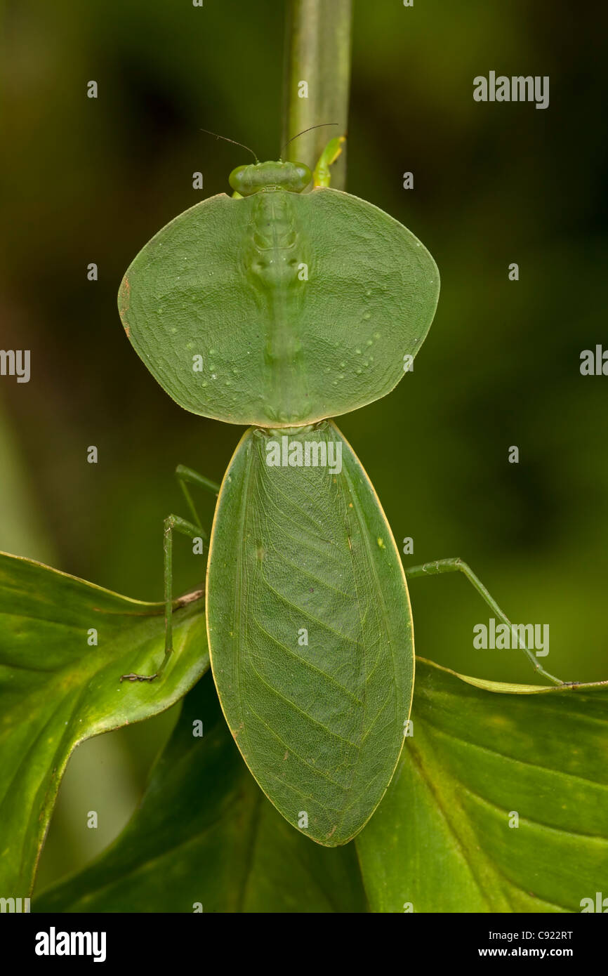 Hooded mantis (Choerododis rhombifolia) - Costa Rica - tropical ...