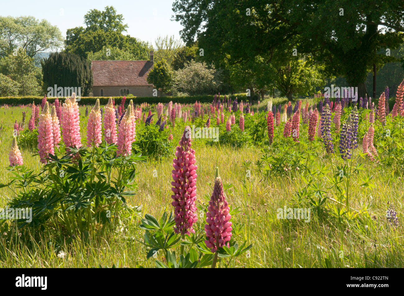 Lupins in the field in front of St Peter's Church at Terwick Stock ...