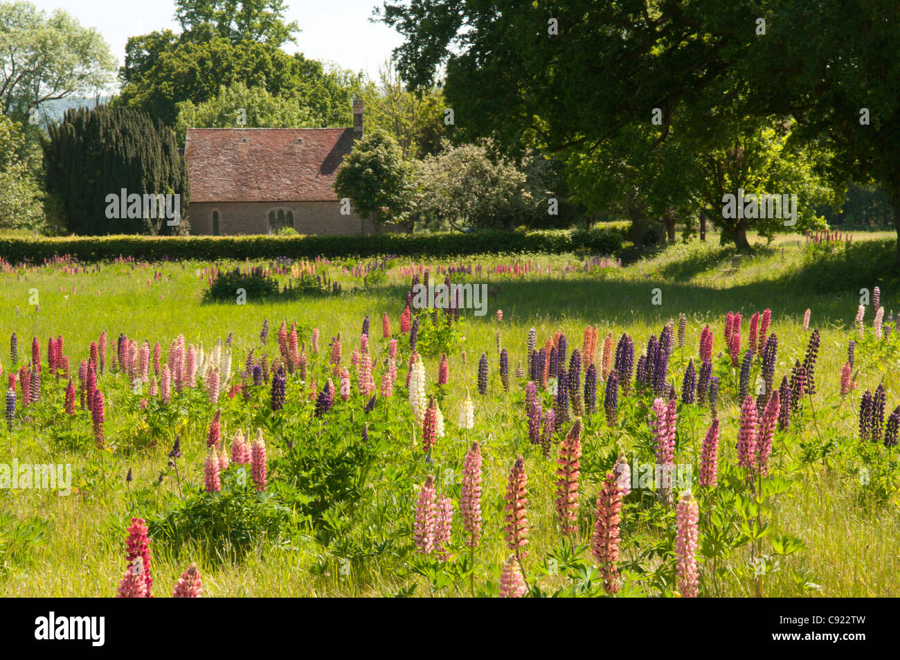 Lupins in the field in front of St Peter's Church at Terwick Stock ...