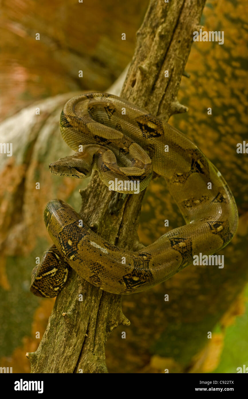 Boa climbing tree hi-res stock photography and images - Alamy